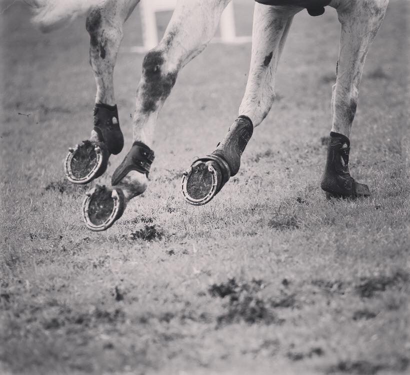 Changes to the Equine Prohibited Substances List | Equestrian South Australia